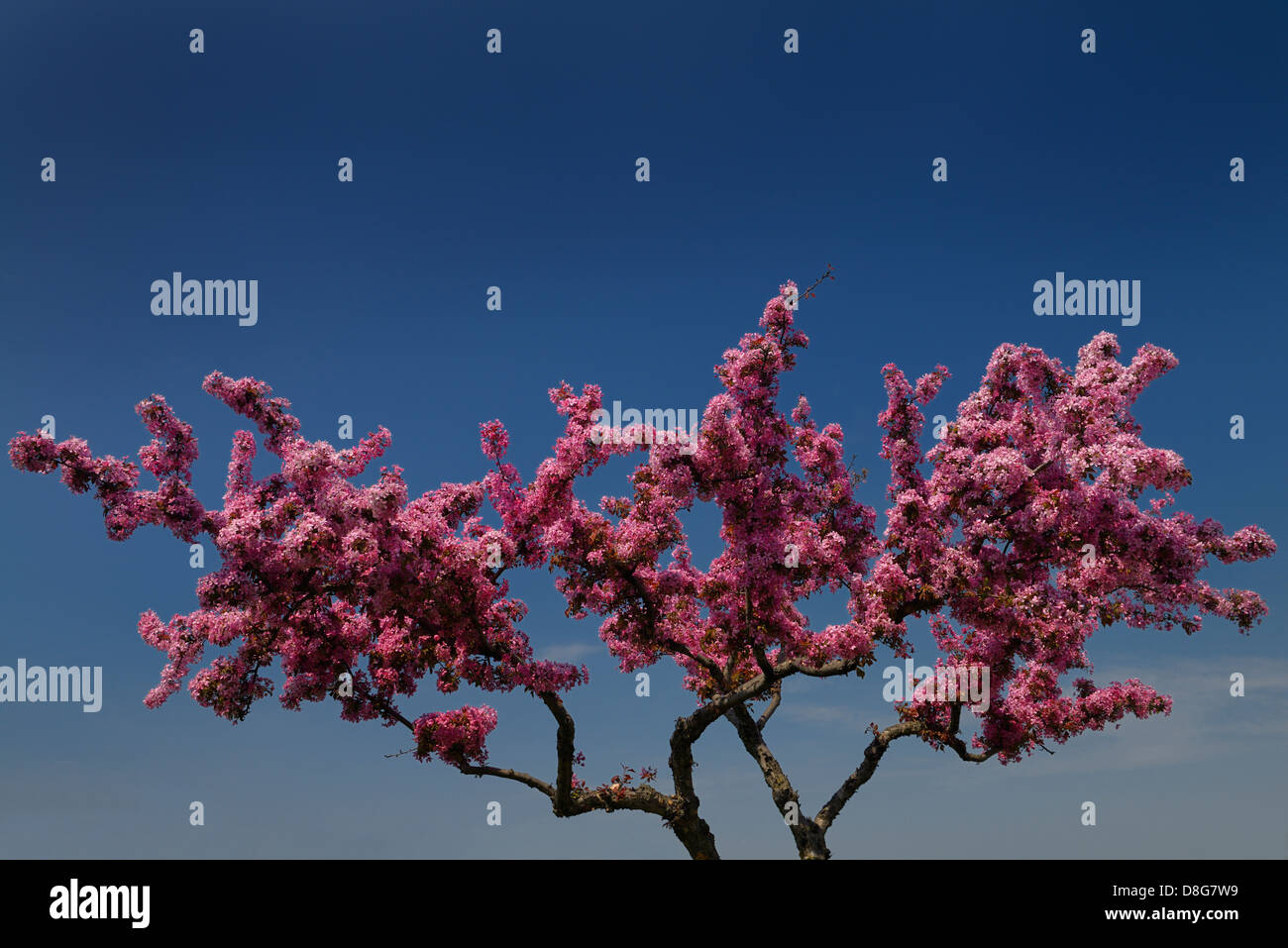 Pink flowers on a stunted crabapple tree in Toronto Spring with a blue ...