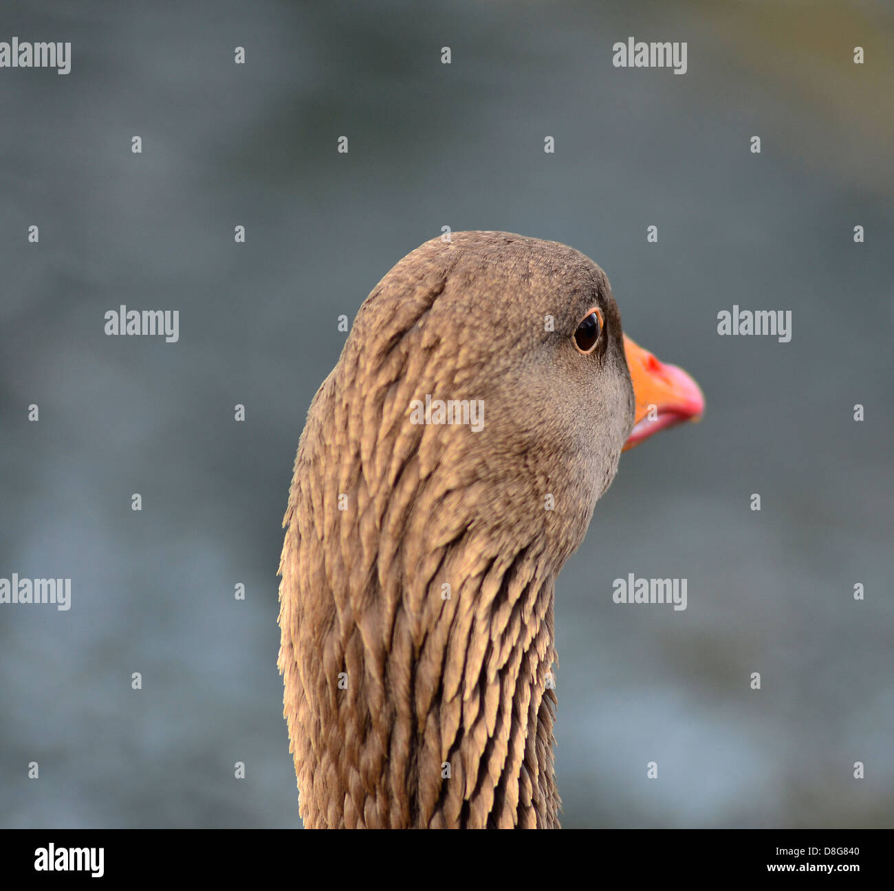 Back goose head detail hi-res stock photography and images - Alamy
