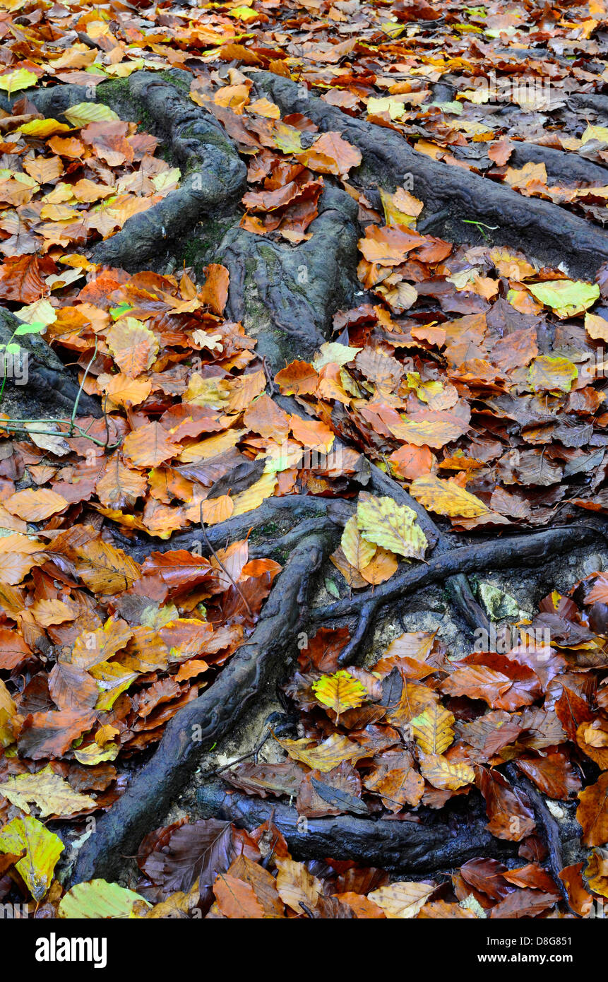 web of tree roots on a Forrest floor Stock Photo - Alamy