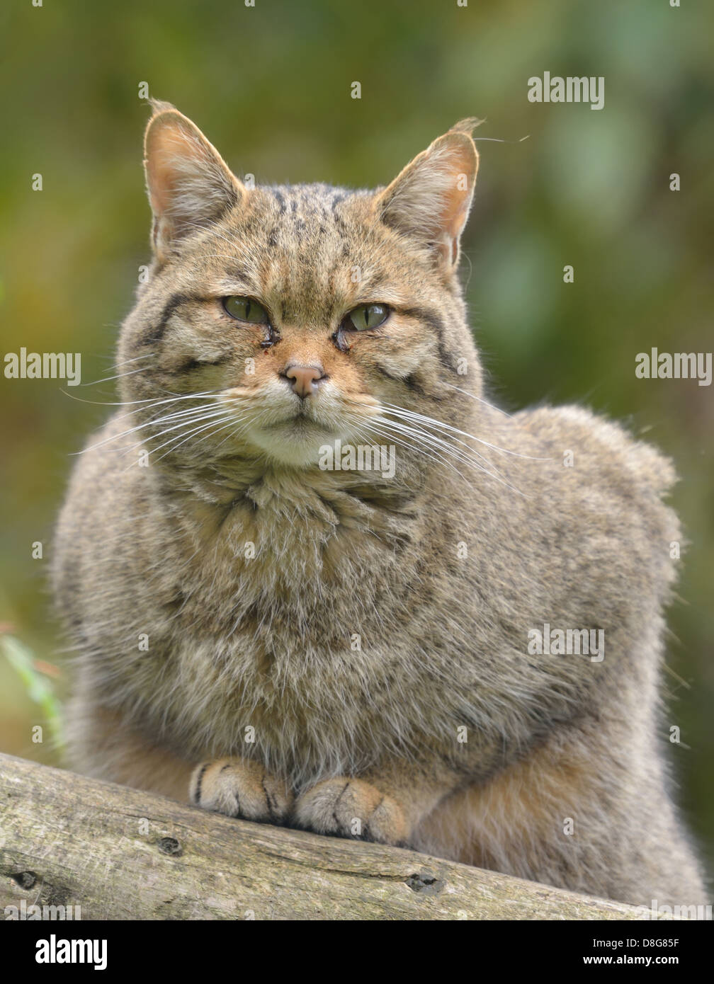 Old world wildcat hi-res stock photography and images - Alamy