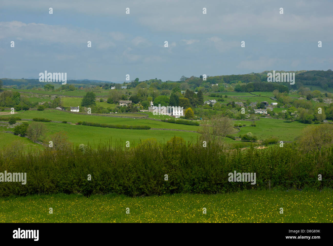 Lyth valley cumbria hedge hedgerow houses field fields south lakeland ...