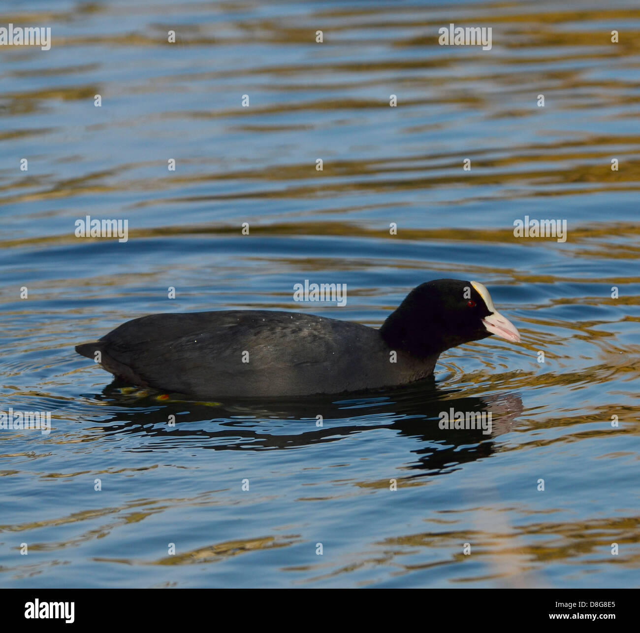 Coot on water Stock Photo - Alamy