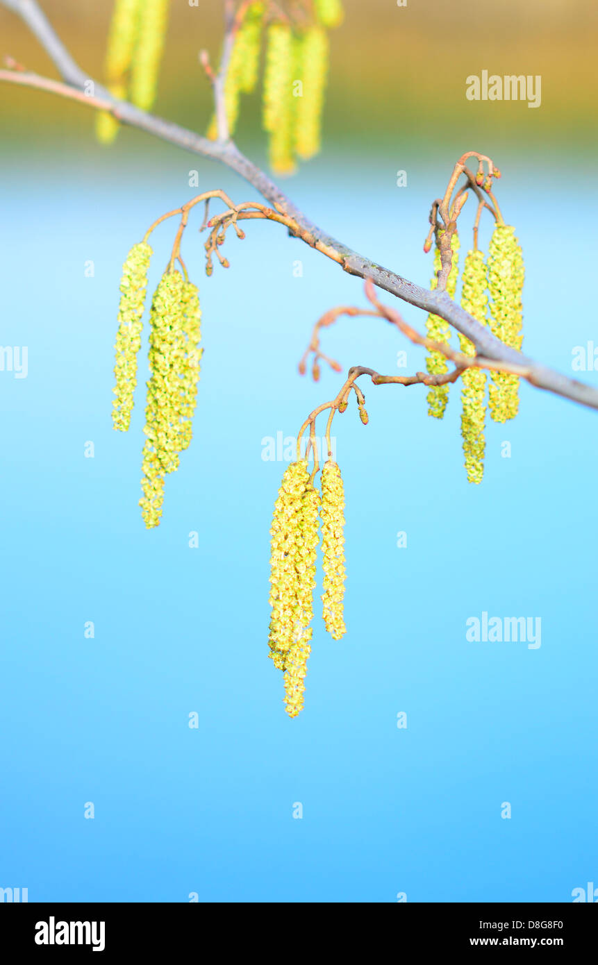 Flowering birch tree hi-res stock photography and images - Alamy