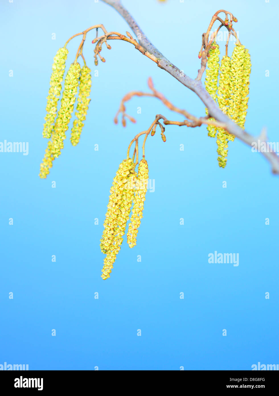 Catkins on a birch tree Stock Photo - Alamy