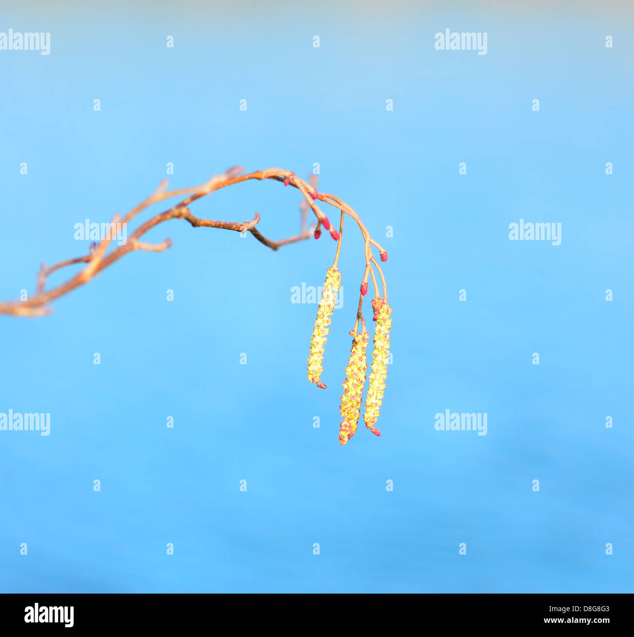 Flowering birch tree hi-res stock photography and images - Alamy