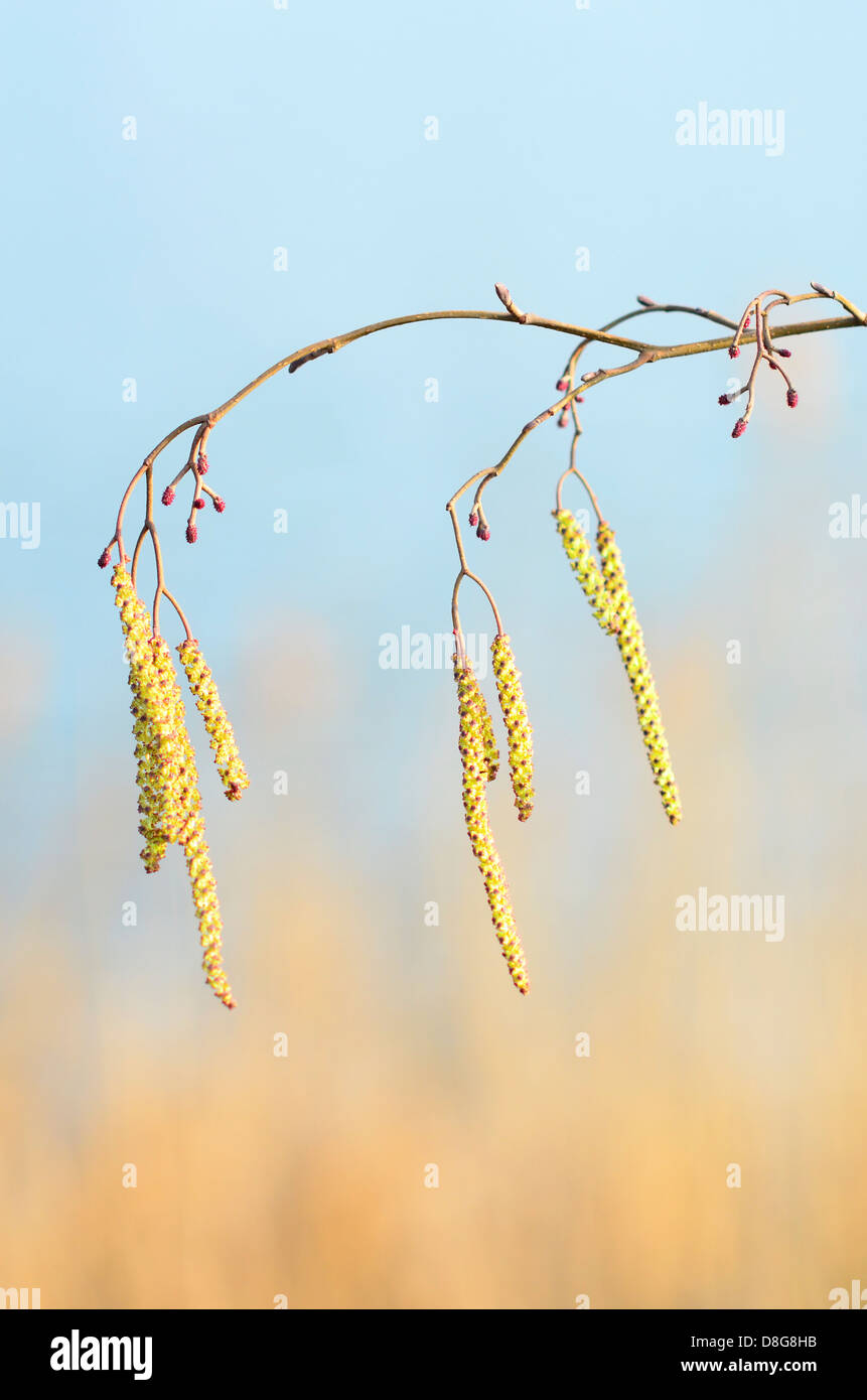 Catkins on a birch tree Stock Photo - Alamy