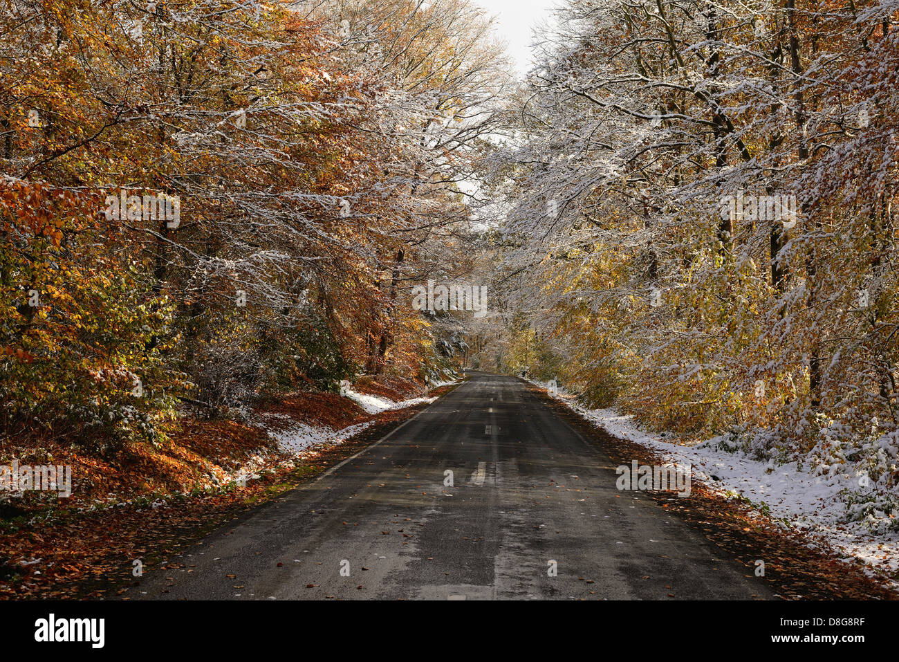 district road in autumn Stock Photo - Alamy