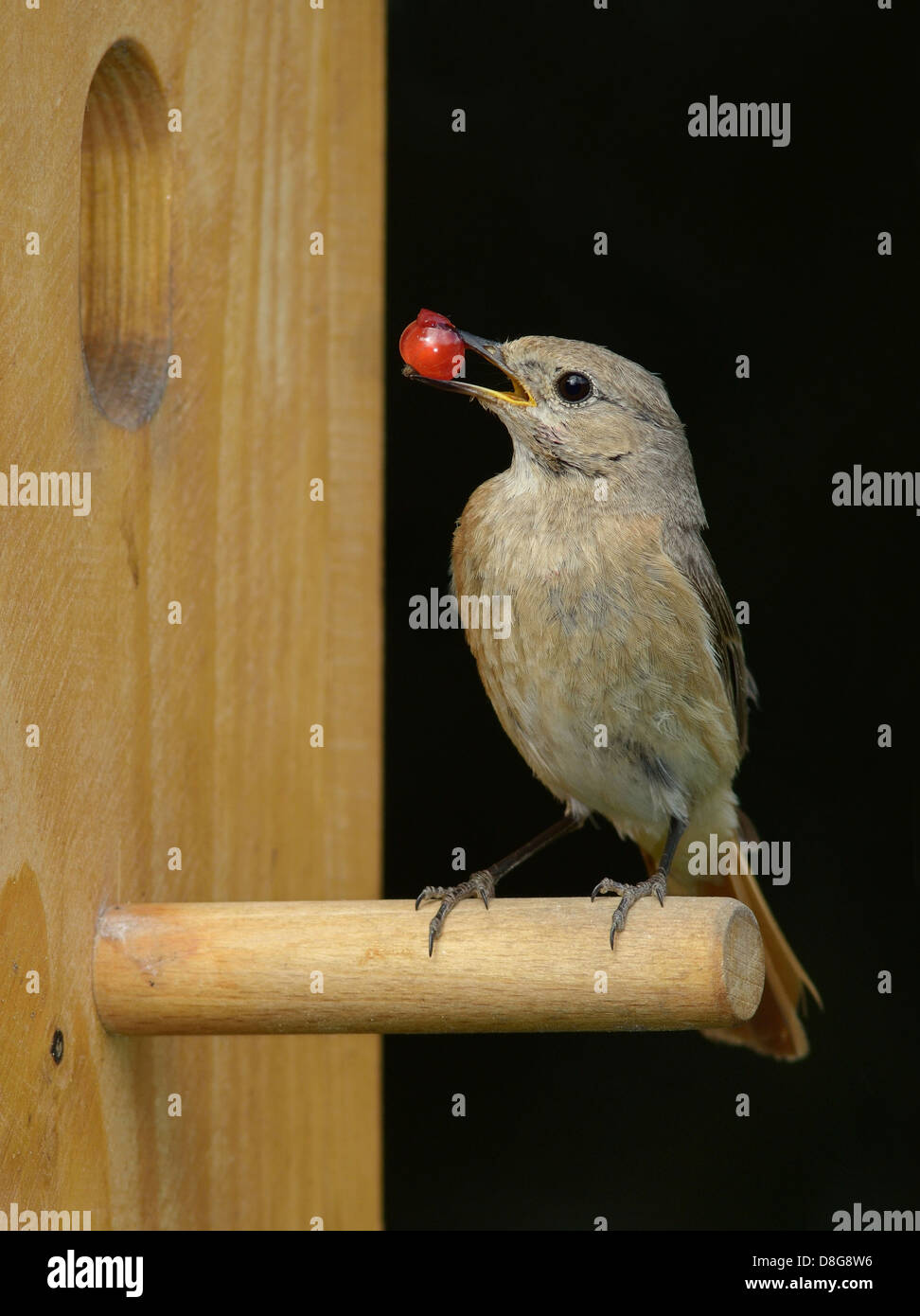 Black redstart at nest box hi-res stock photography and images - Alamy