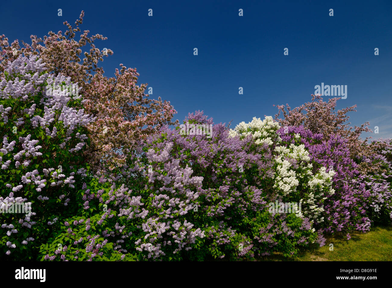 Border of Common Lilac bushes blossoming beside pink crabapple trees in ...