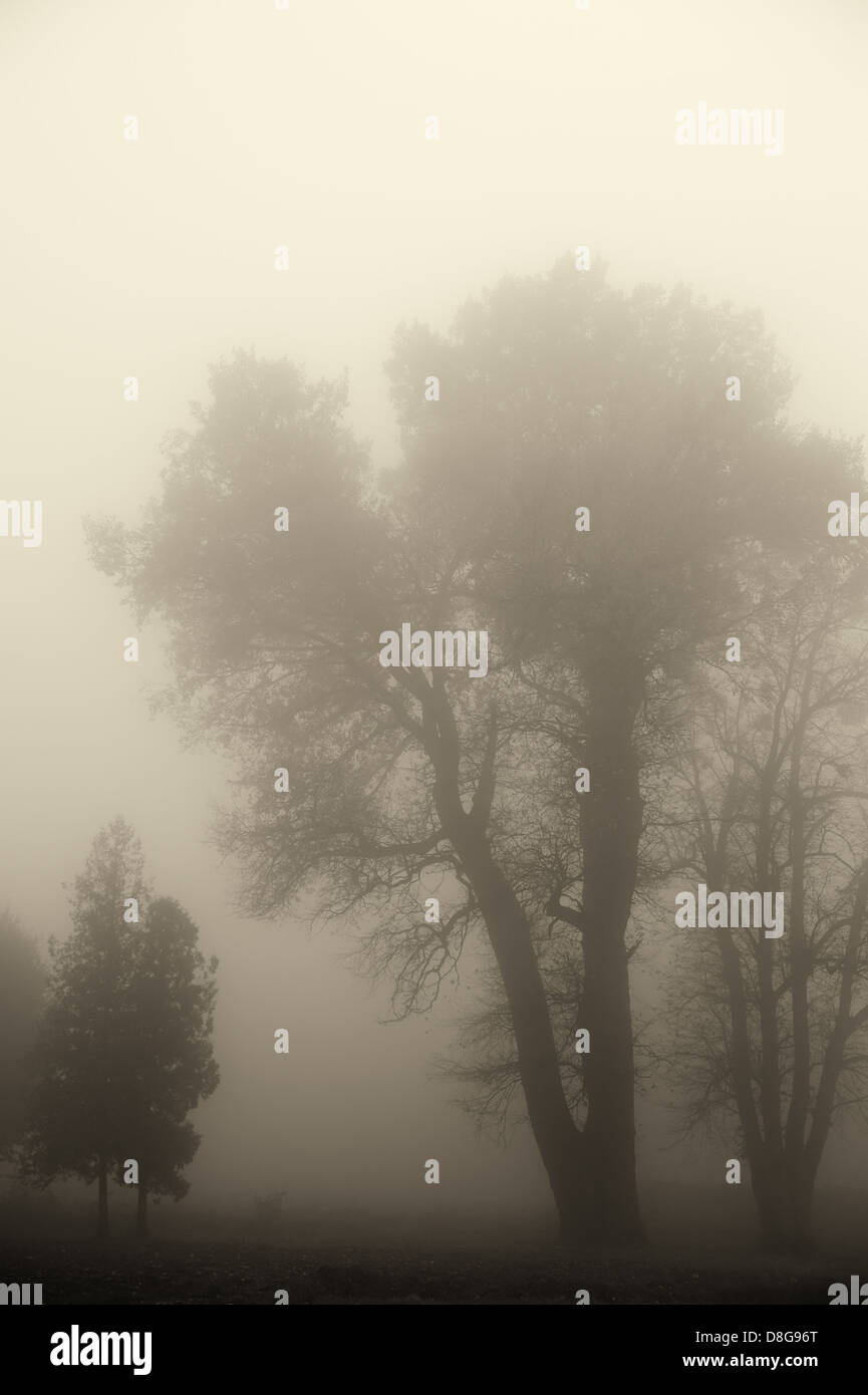 Tree in a fog Stock Photo - Alamy