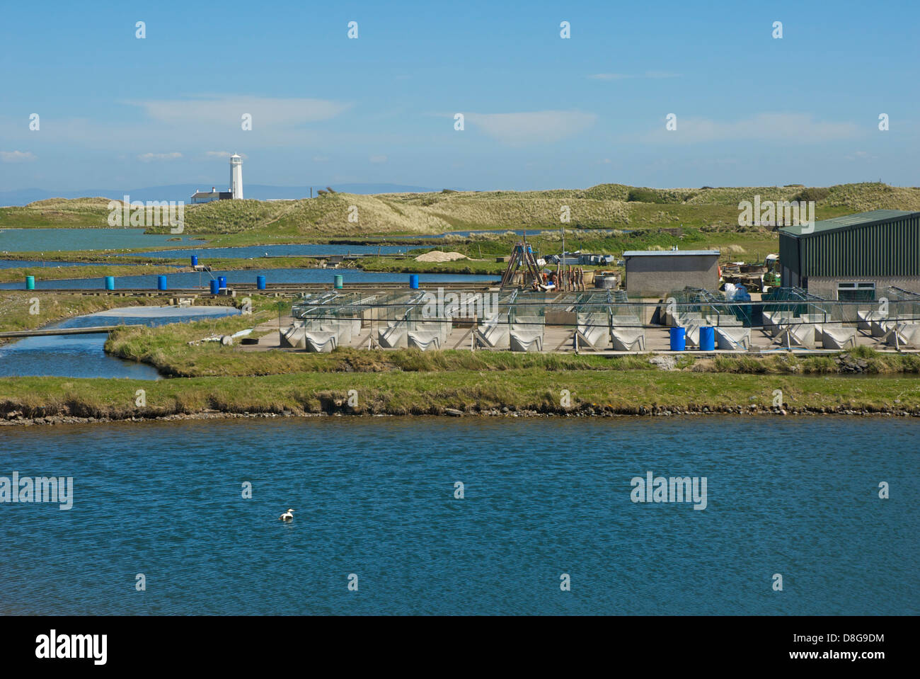 Walney Oyster Farm and lighthouse, South Walney, near Barrow-in-Furness ...