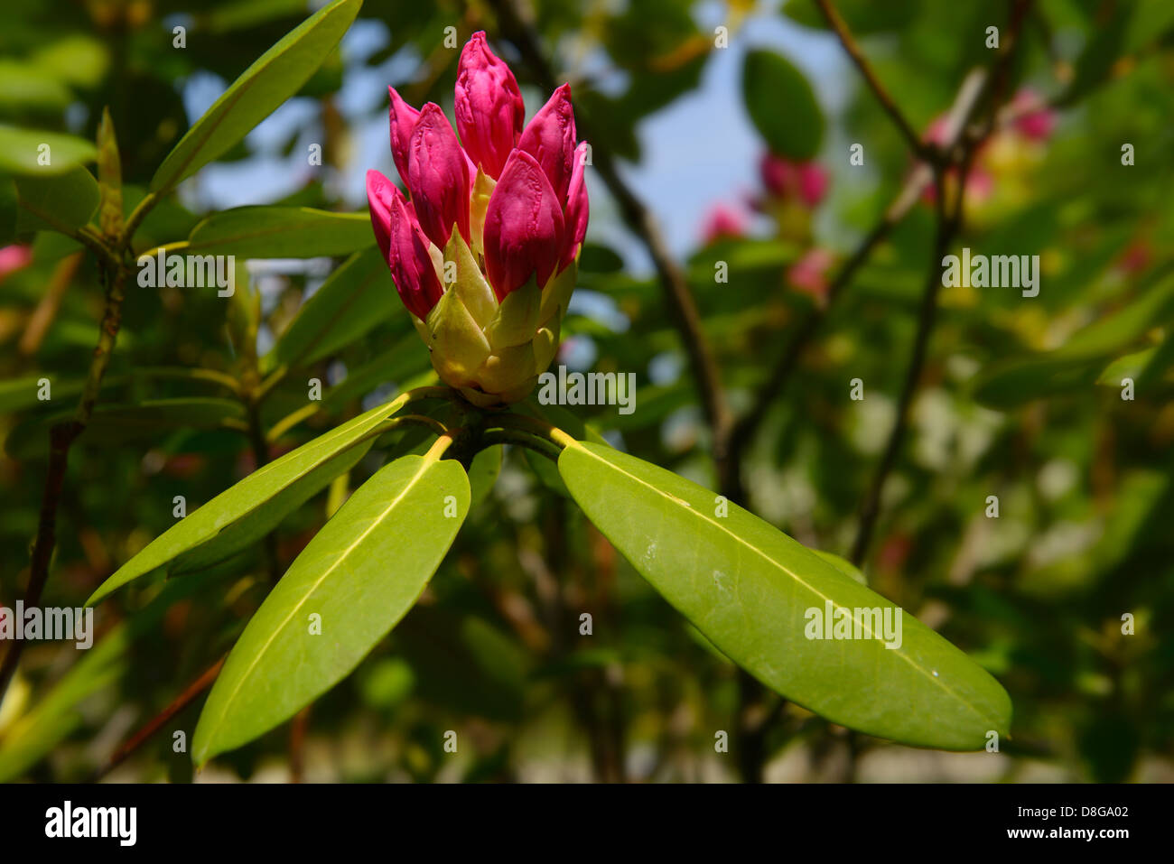 Close up of emerging pink flowers on an evergreen rhododendron bush in ...
