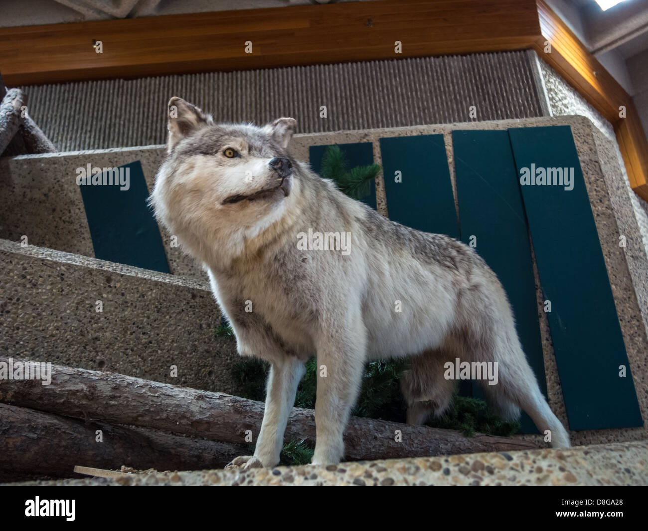 Wolf model hi-res stock photography and images - Alamy