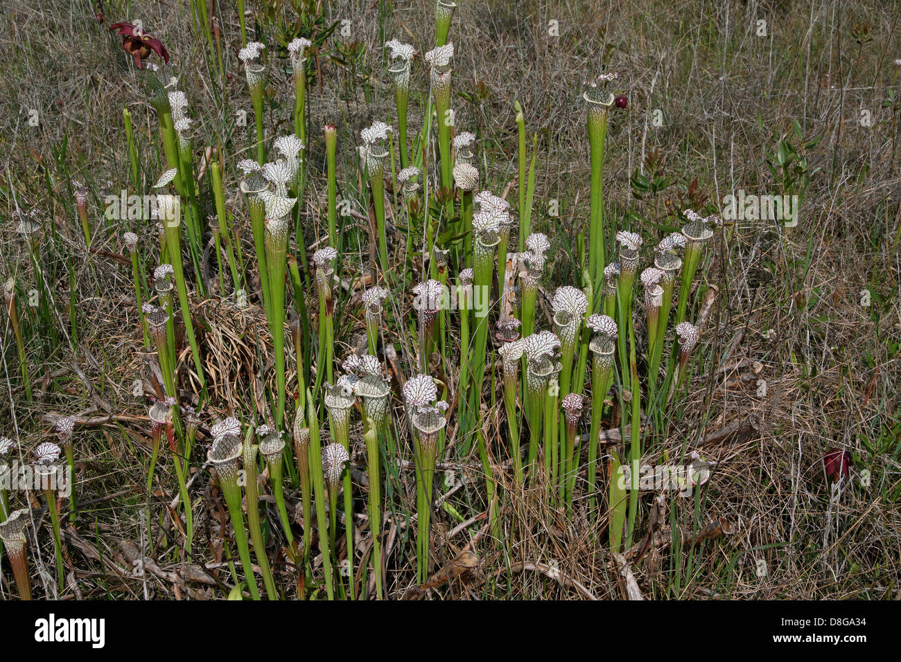 Carnivorous White-topped Pitcher Plants in Seepage bog Sarracenia ...