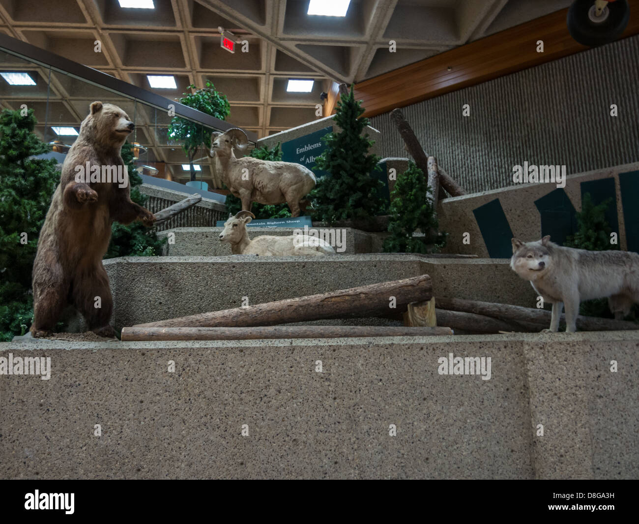 life sized models of a bear, a wolf, and two sheep in Alberta ...