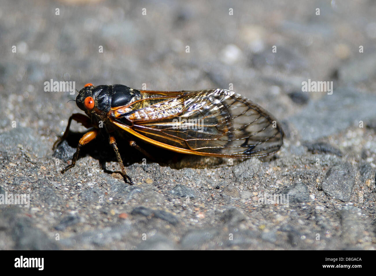 17 year locusts hi-res stock photography and images - Alamy