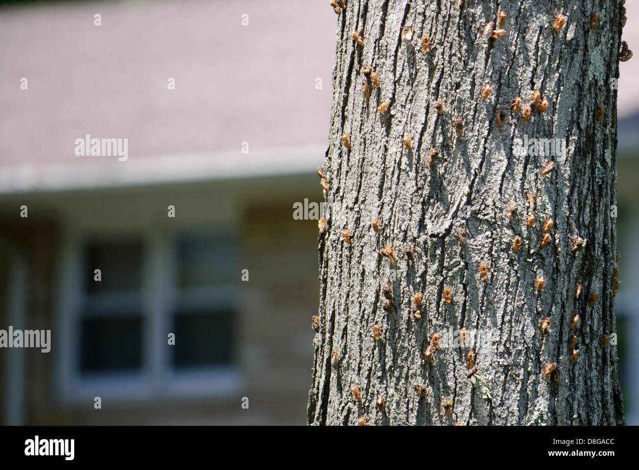 17 year locusts hi-res stock photography and images - Alamy