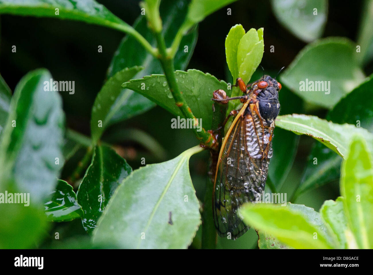 17 year locusts hi-res stock photography and images - Alamy