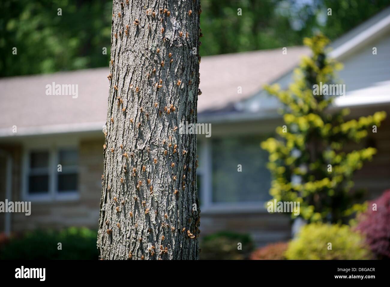 17 year locusts hi-res stock photography and images - Alamy