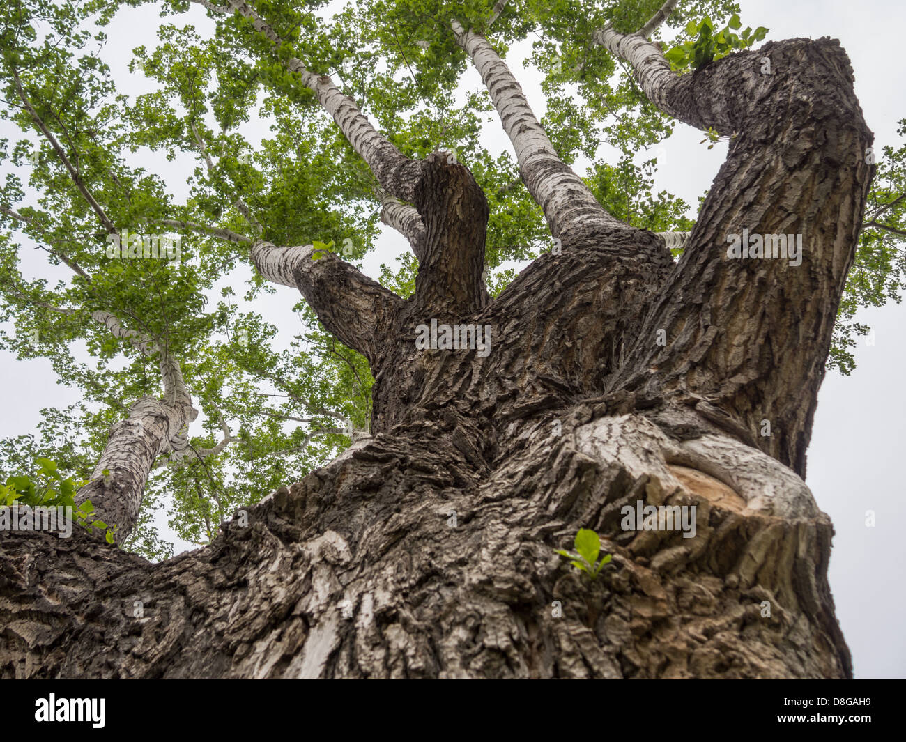 Looking up tree hi-res stock photography and images - Alamy