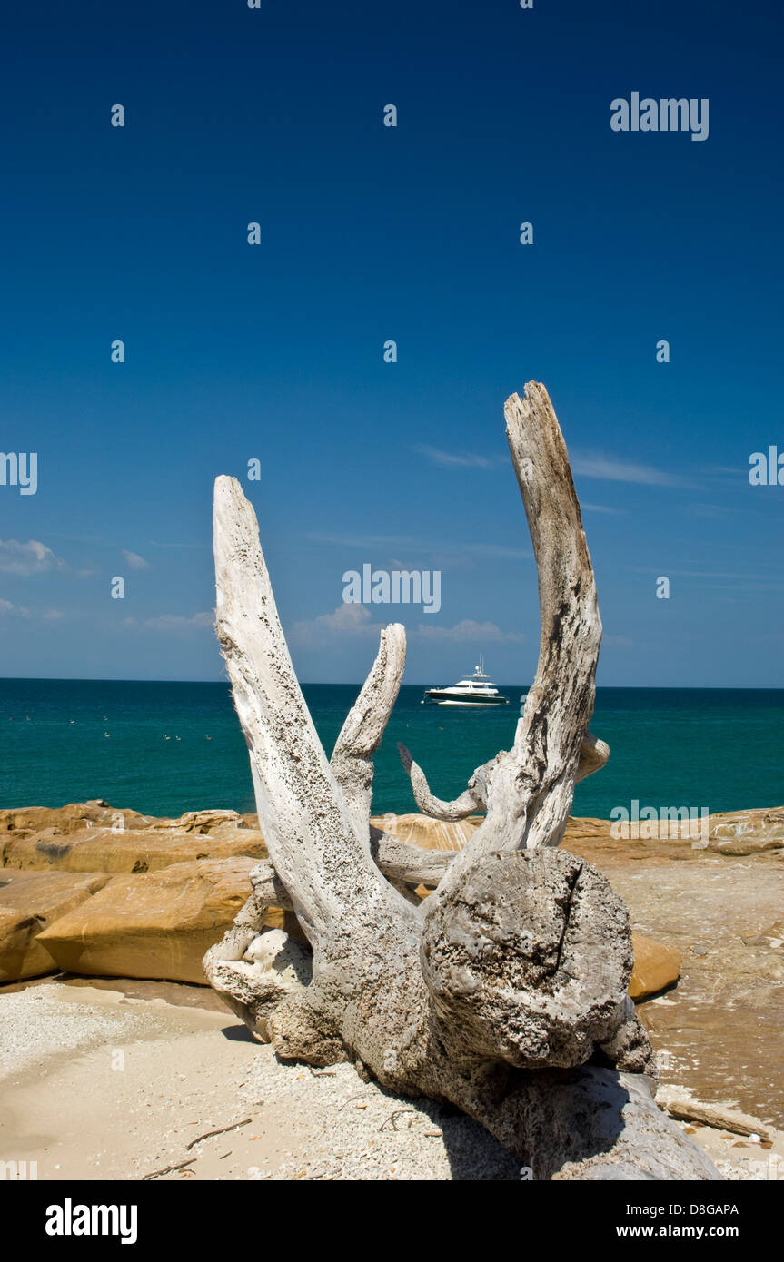 Dried trunk and branches of dead tree in the beach at Pacheca island ...