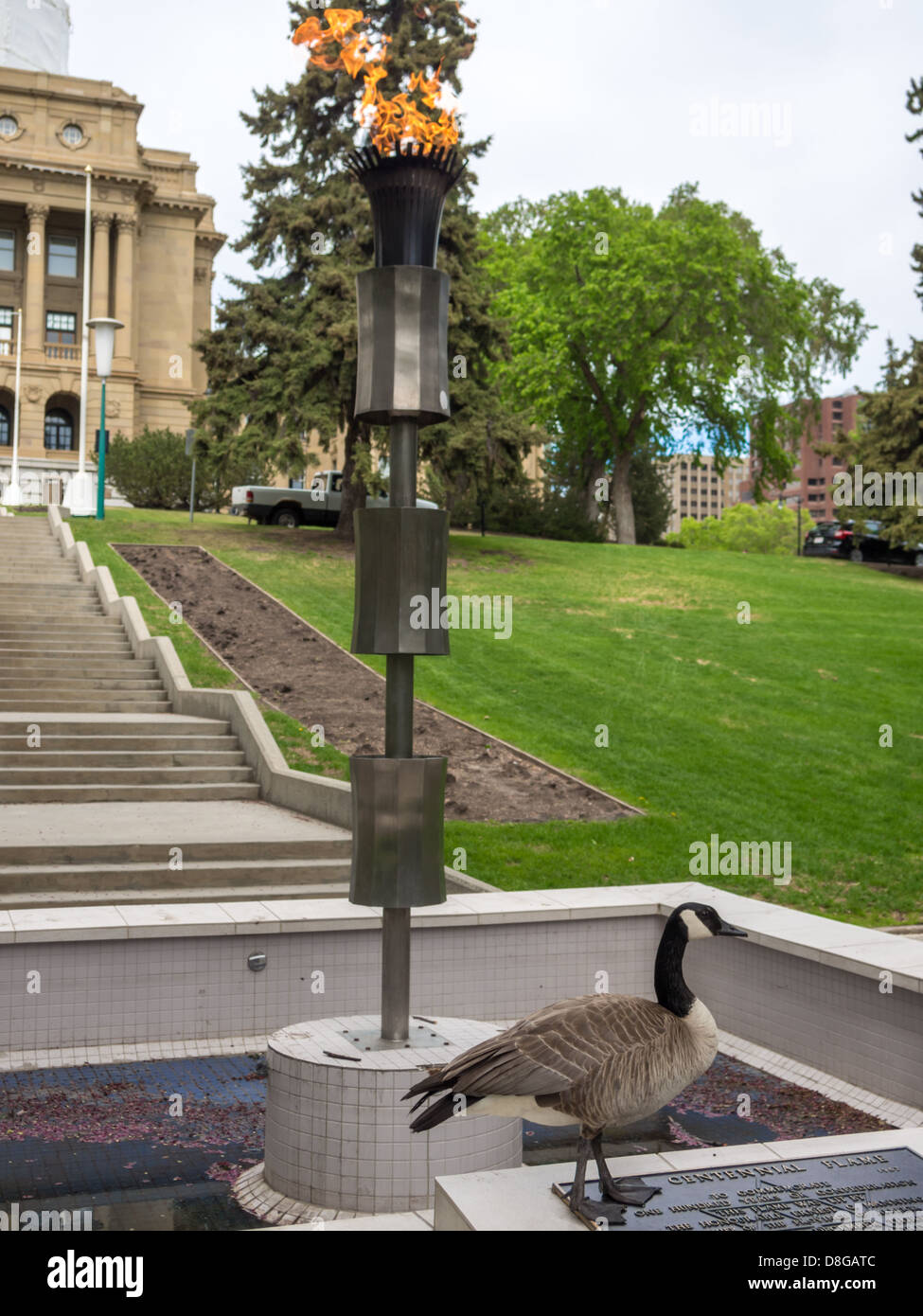 Canadian goose in front of torch at the Alberta Legislature building in ...