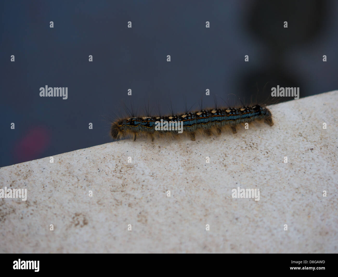 Caterpillar on stone hi-res stock photography and images - Alamy