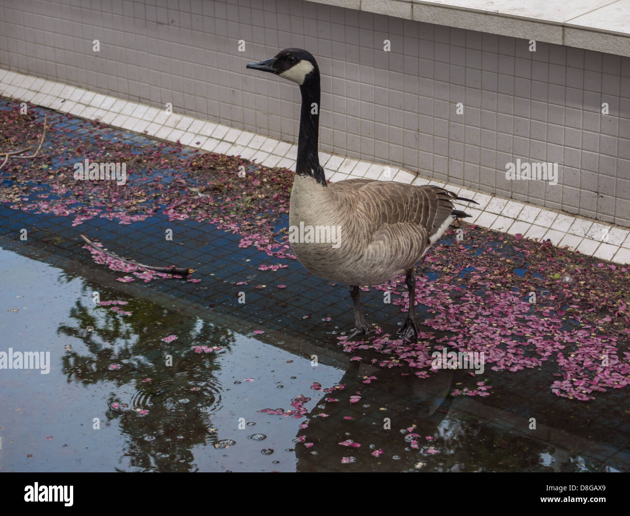 Canadian goose in dried fountain with fallen pink flower petals Stock ...