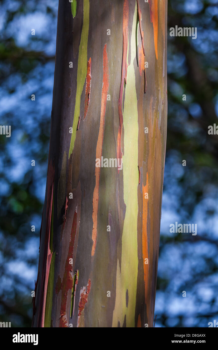 Eucalyptus tree bark hi-res stock photography and images - Alamy