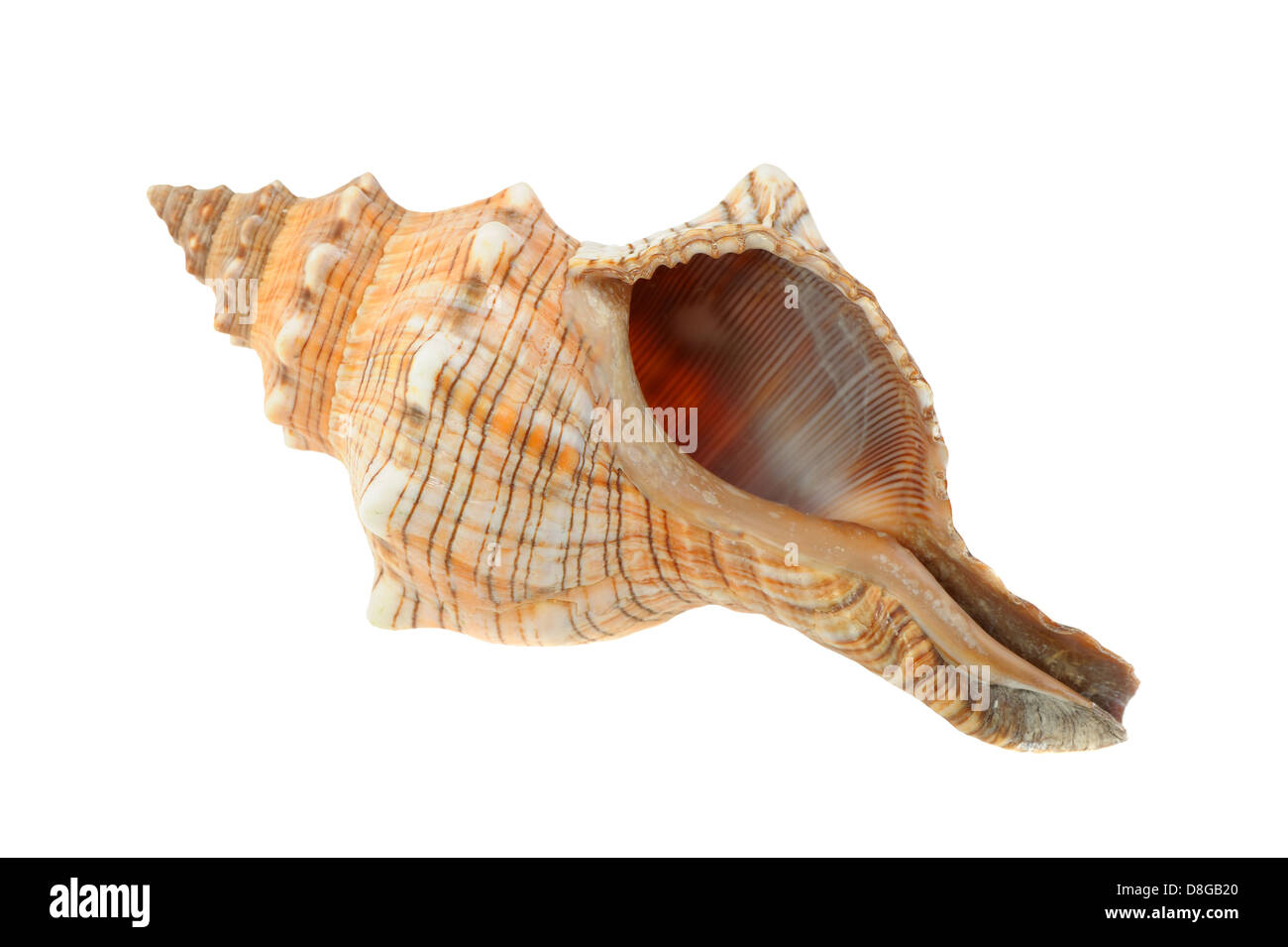Curled sea hi-res stock photography and images - Alamy