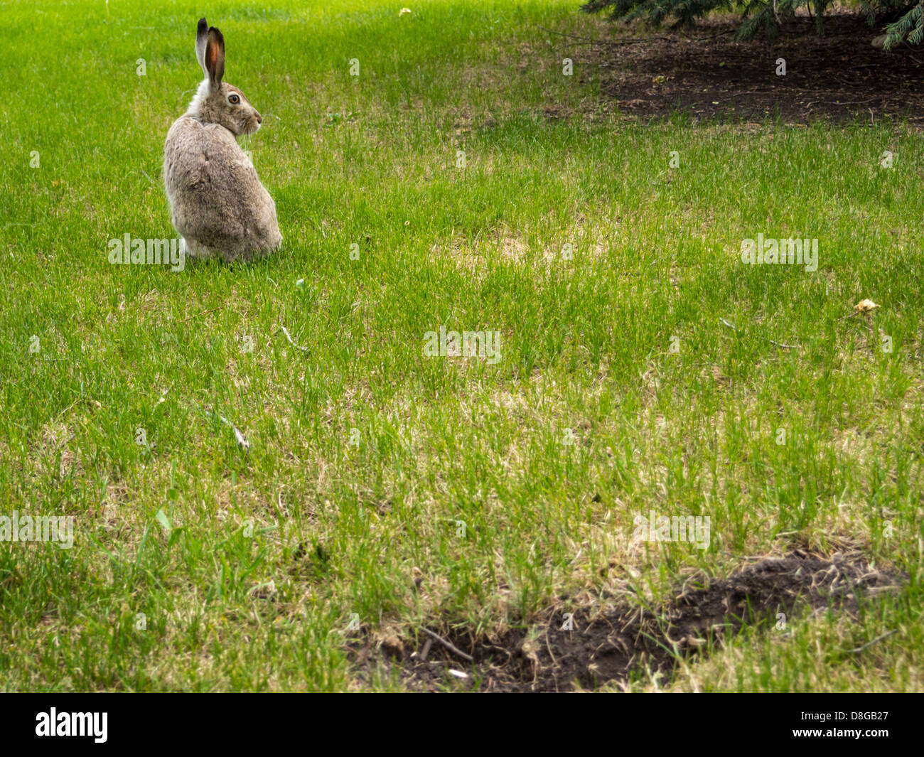 jack rabbit looking back at its burrow in the ground Stock Photo - Alamy