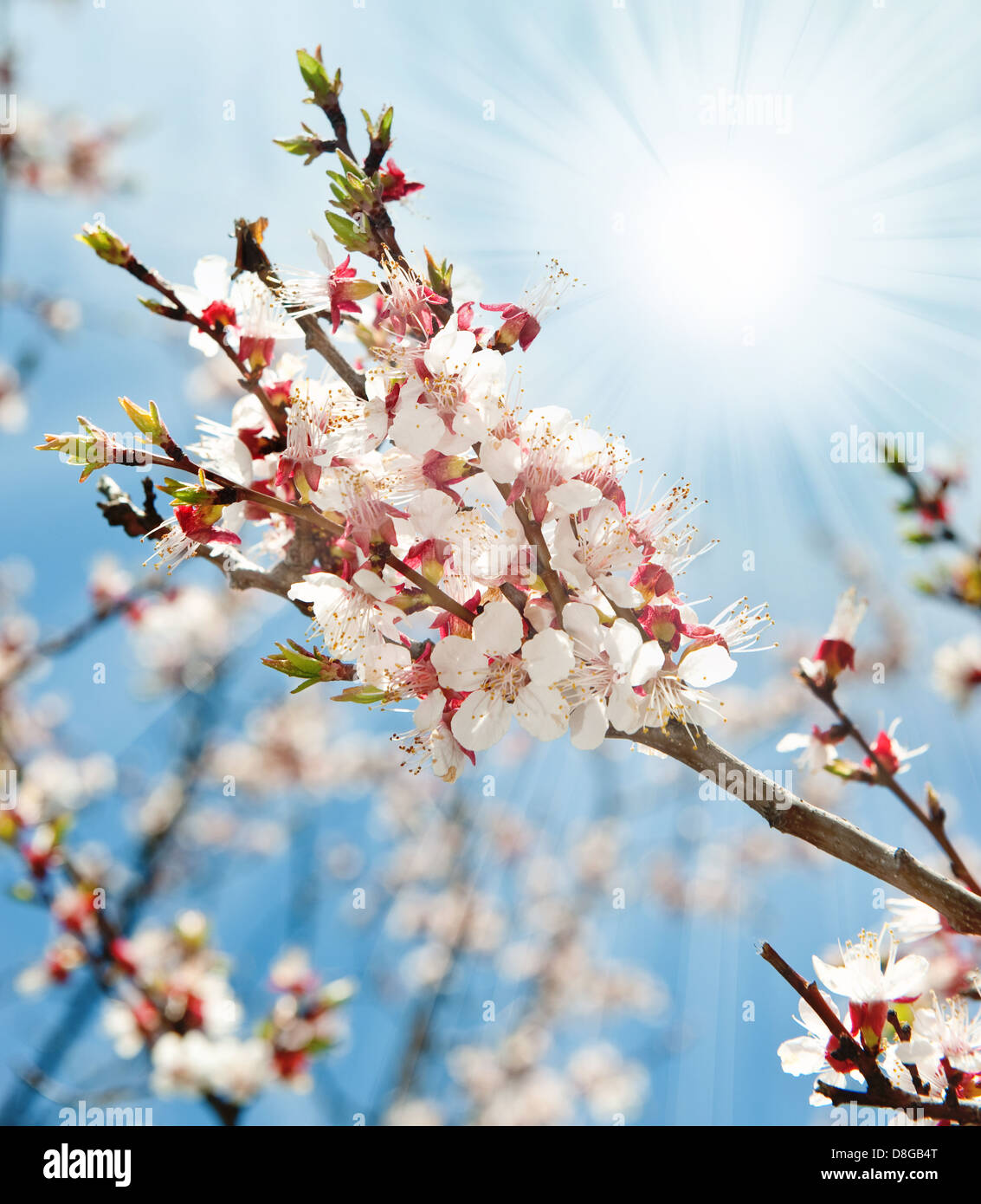 Blossoming branches of a tree with sun beam Stock Photo - Alamy