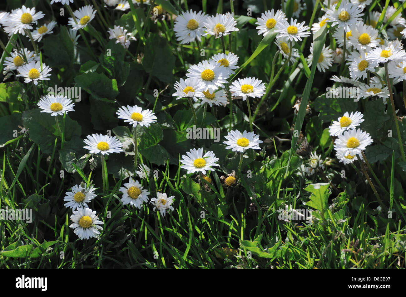 A clump of Daisy flowers Stock Photo - Alamy