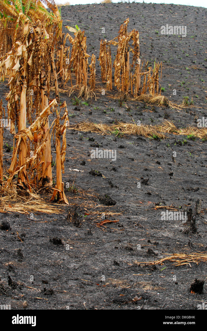 Burned plantain trees in Pachequilla island Stock Photo - Alamy
