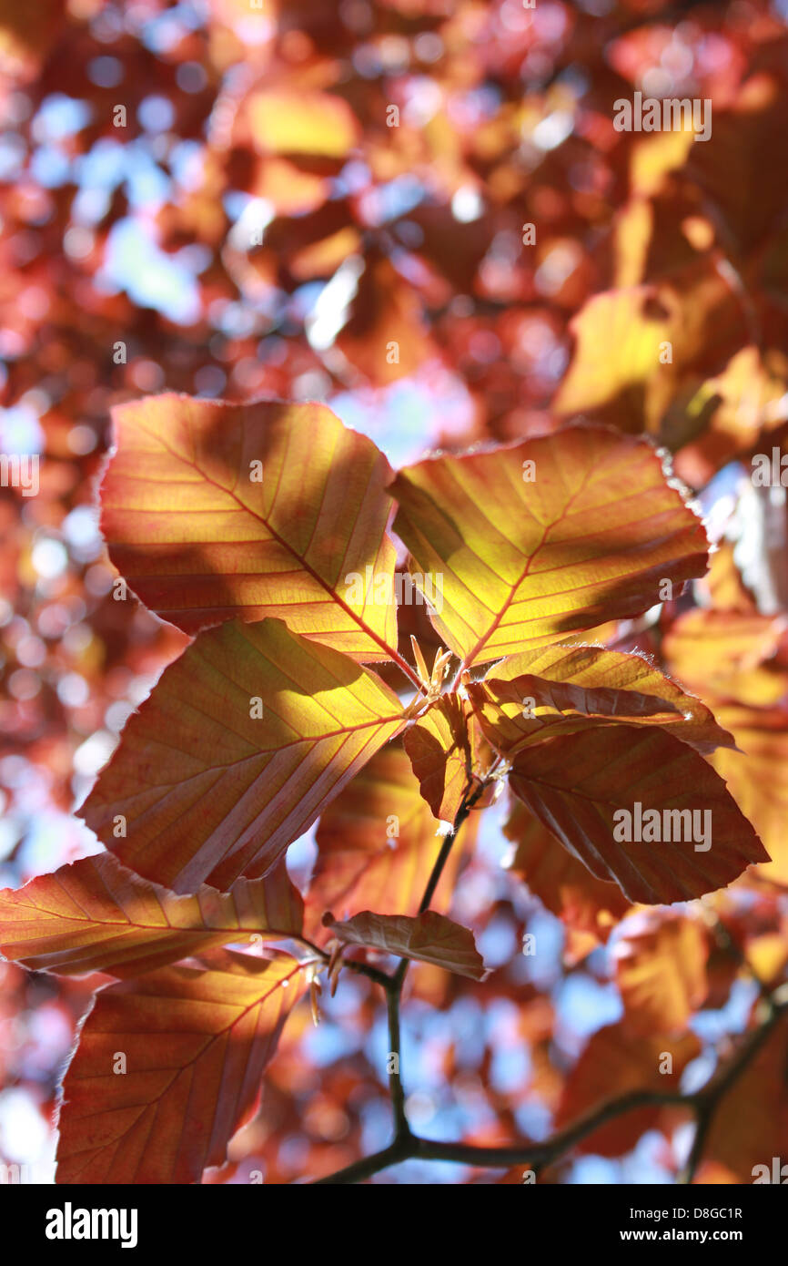 Copper red leaves hi-res stock photography and images - Alamy