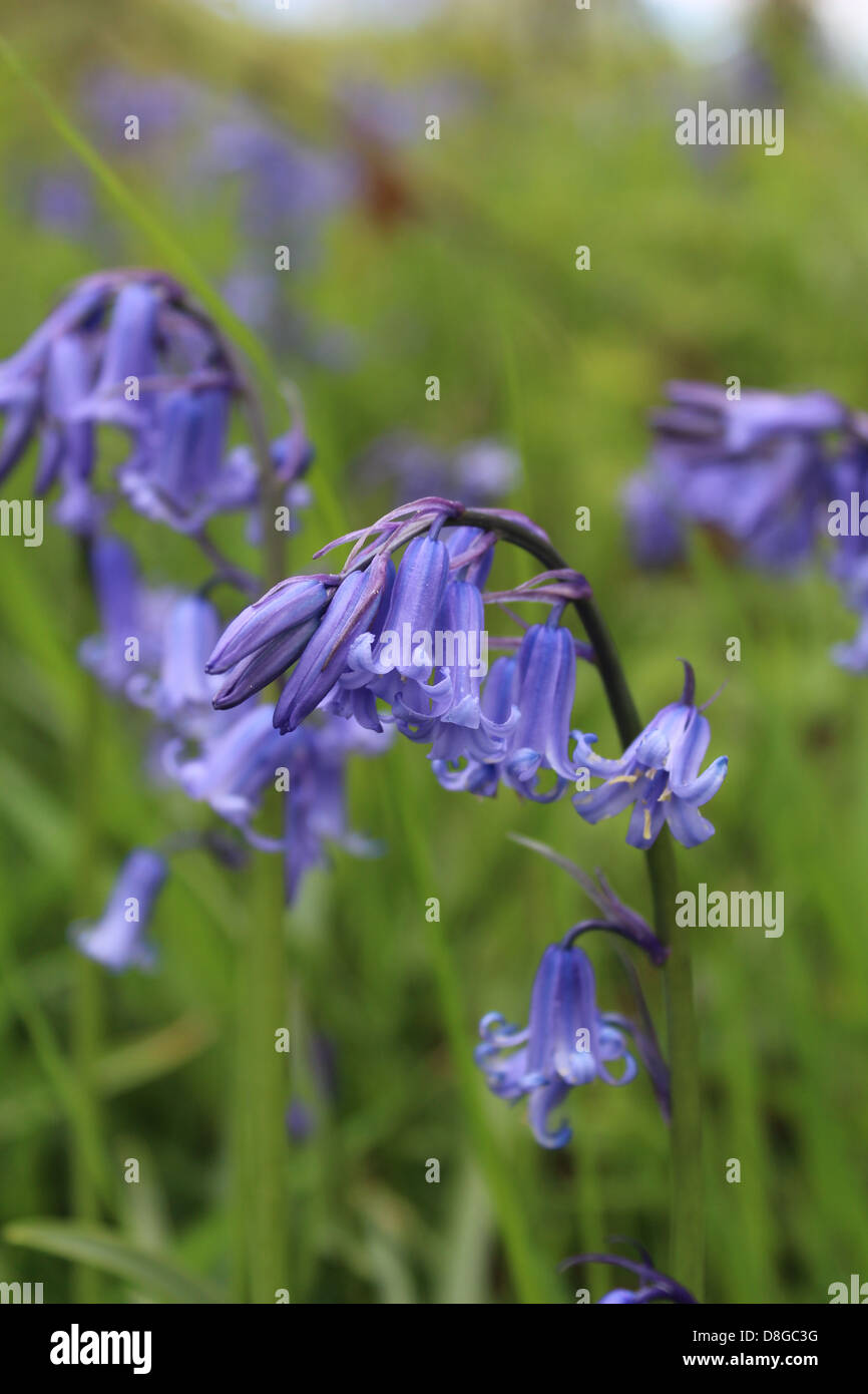 Droopy purple flowers hi-res stock photography and images - Alamy