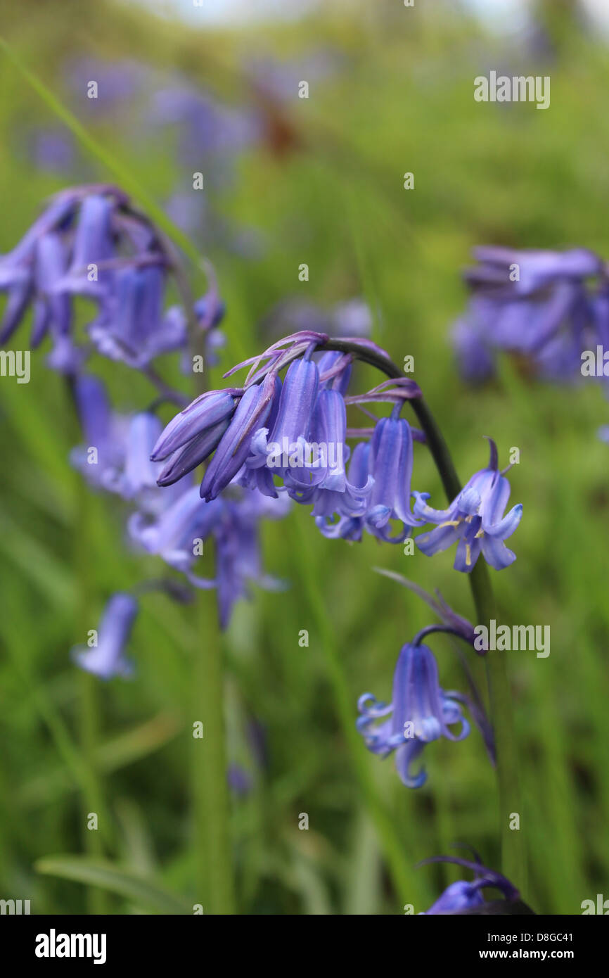 Native british flowers hi-res stock photography and images - Alamy