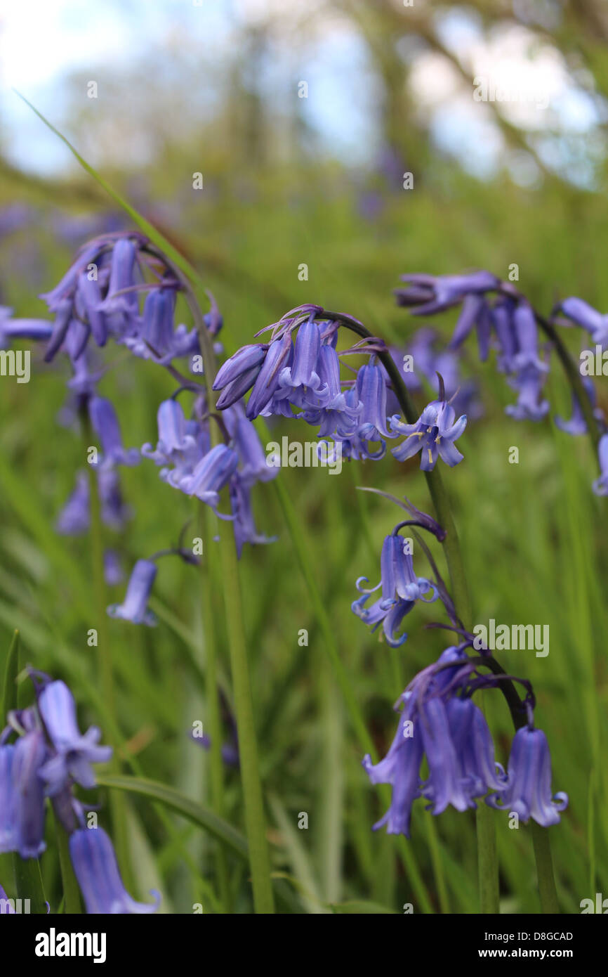 English british spring hi-res stock photography and images - Alamy