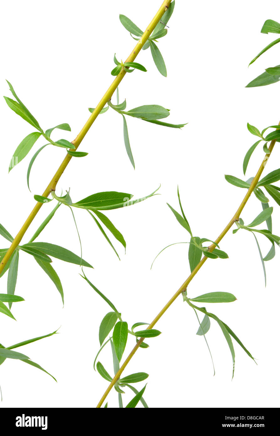 Branch of a tree of a willow Stock Photo - Alamy