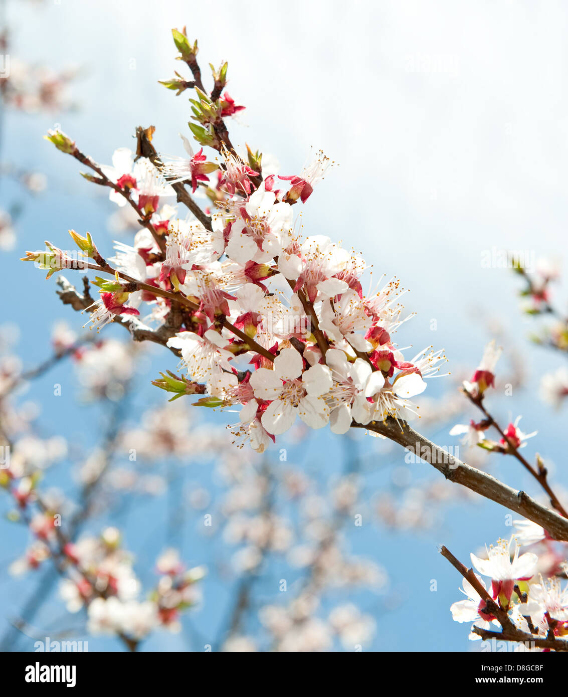 Blossoming branches of a tree Stock Photo - Alamy