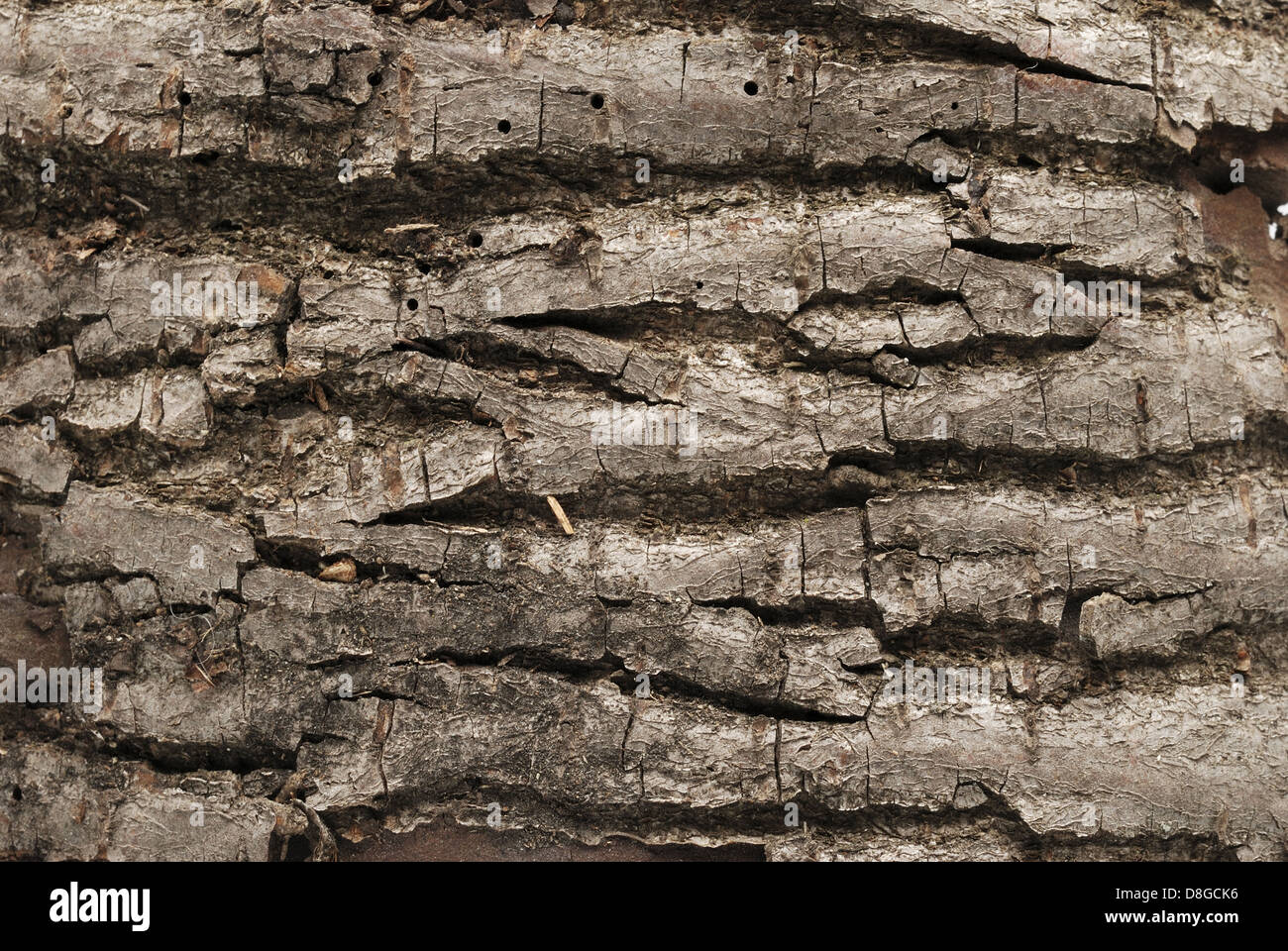 Tree bark texture background Stock Photo - Alamy