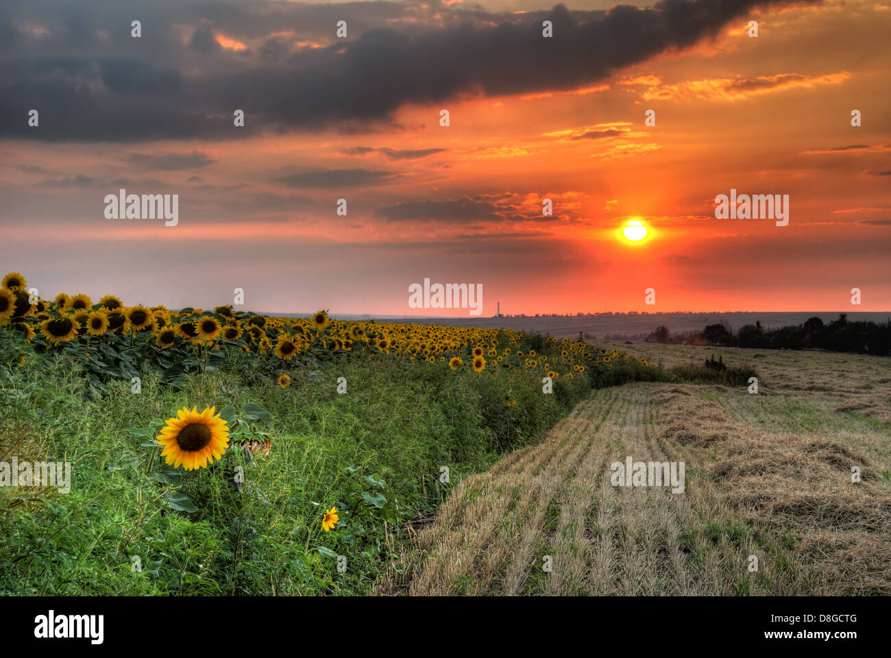 Field with hay and sunflower Stock Photo - Alamy