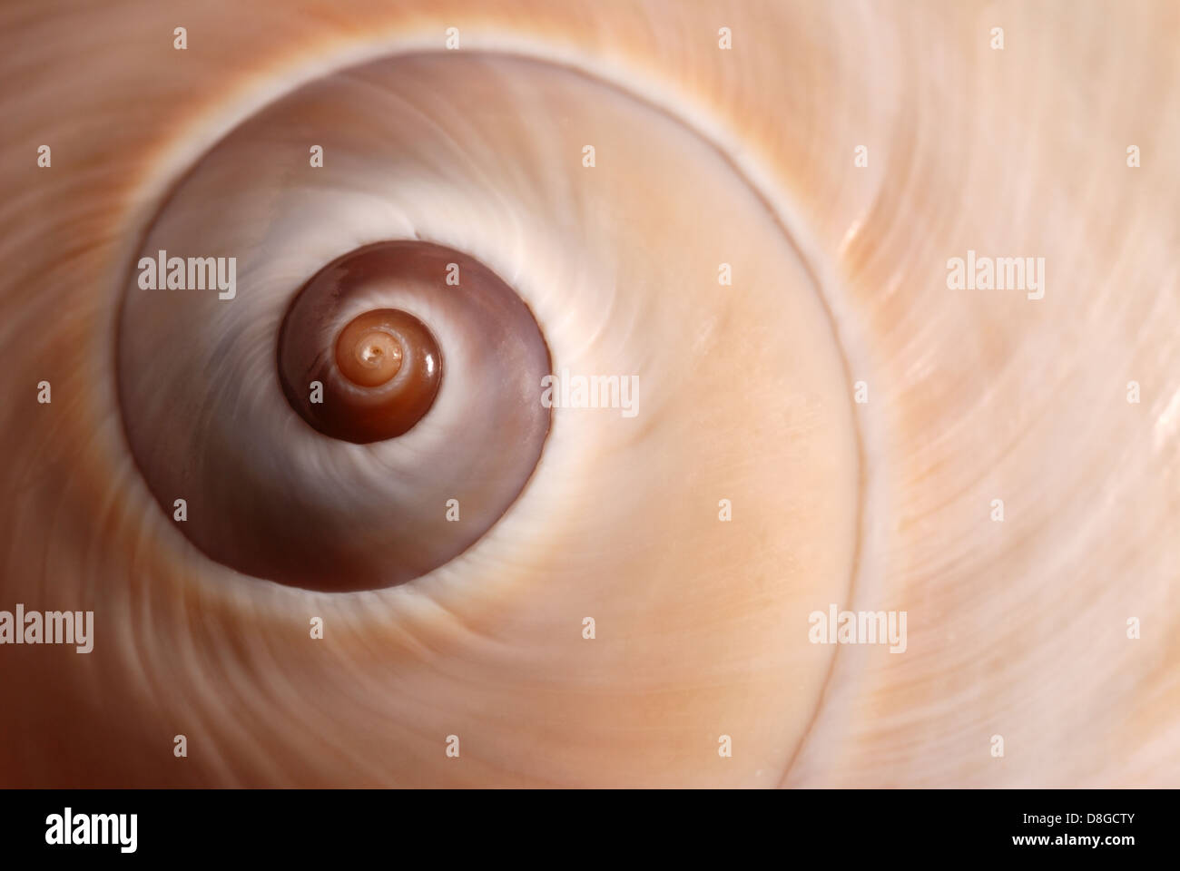 Scallop cockleshell hi-res stock photography and images - Alamy