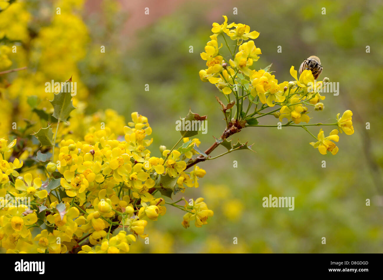 Bee collecting pollen from the flower of a Freemont's Mahonia, also ...