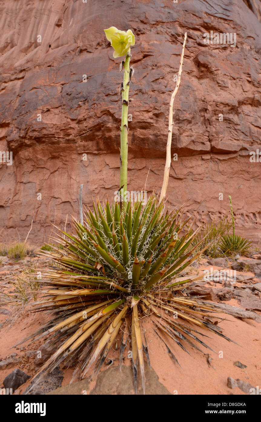 Yucca bloom hi-res stock photography and images - Alamy