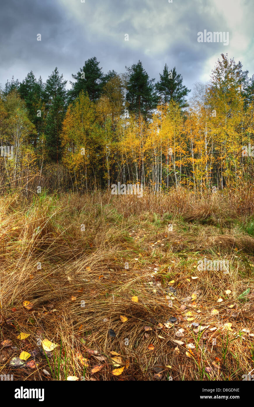 Landscape with a dry grass Stock Photo - Alamy