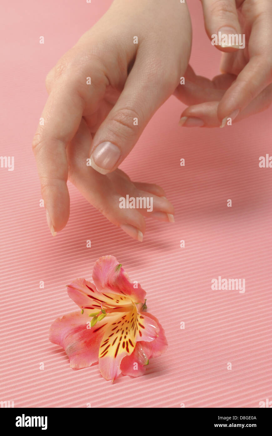 Woman hand and flower Stock Photo - Alamy