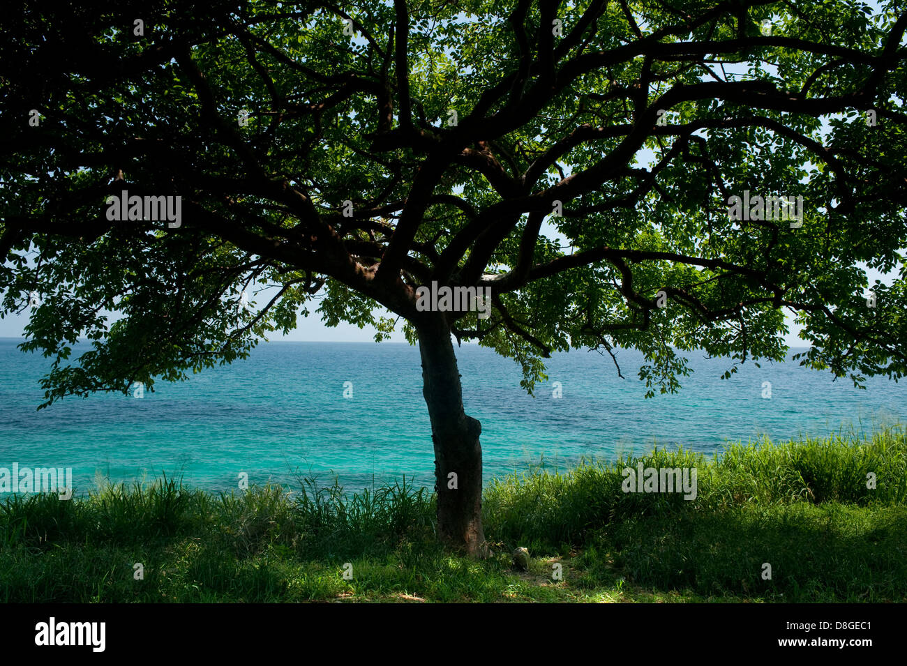 Silhouette of a tree over Pacific ocean at Pacheca island Stock Photo ...