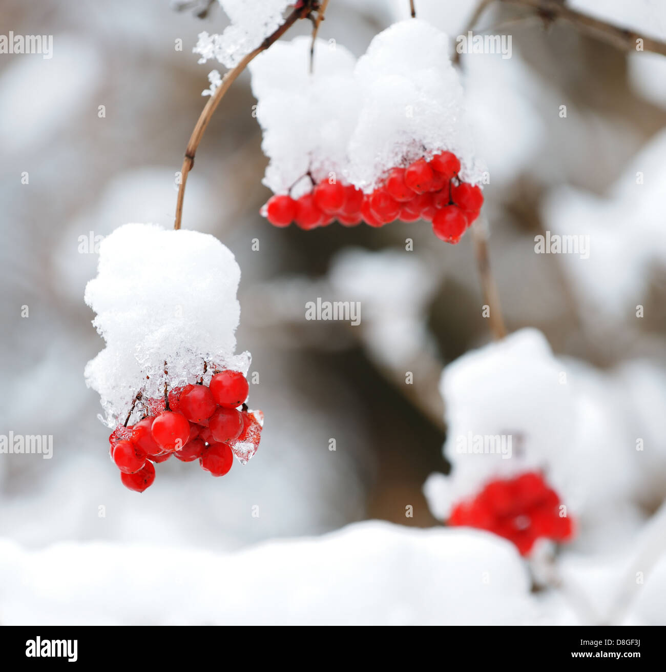 Mountain ash covered snow hi-res stock photography and images - Alamy