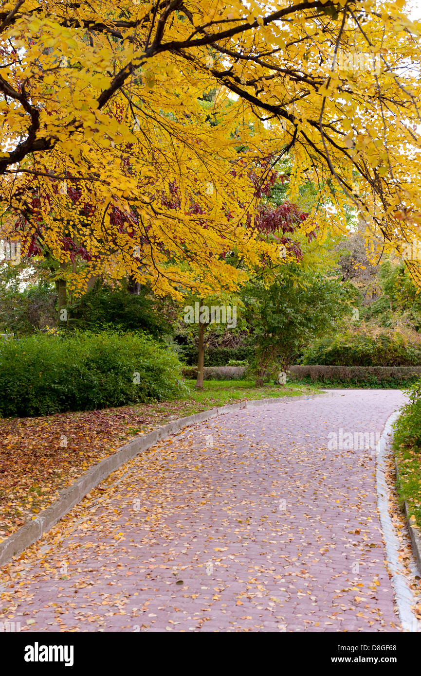 Street paved with gold hi-res stock photography and images - Alamy